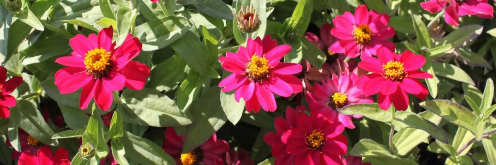 Spreading Zinnia Profusion • Cut and Dried Flower Farm