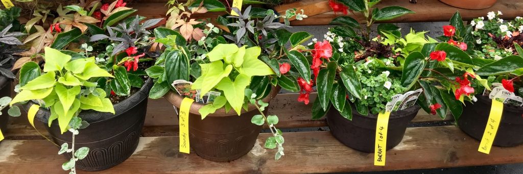 Custom Containers • Cut and Dried Flower Farm
