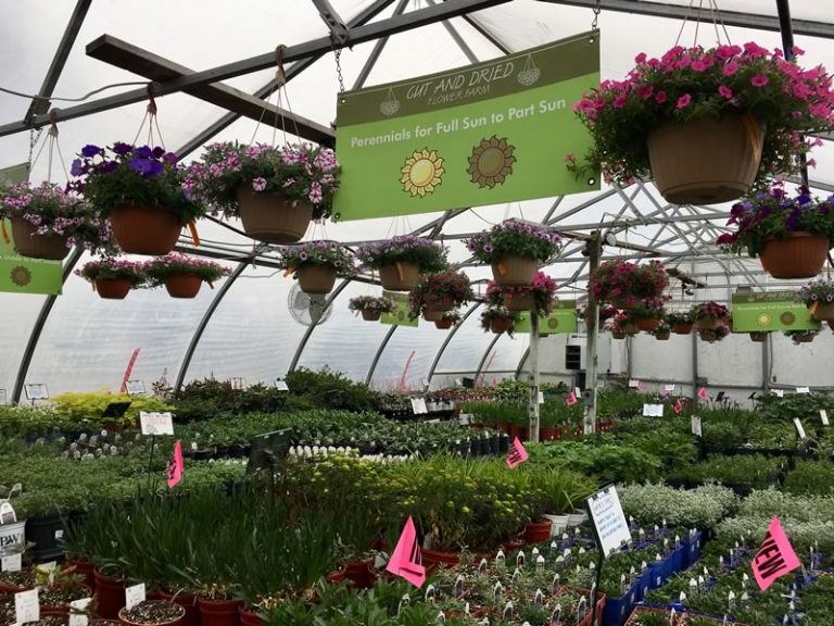 About Us • Cut and Dried Flower Farm