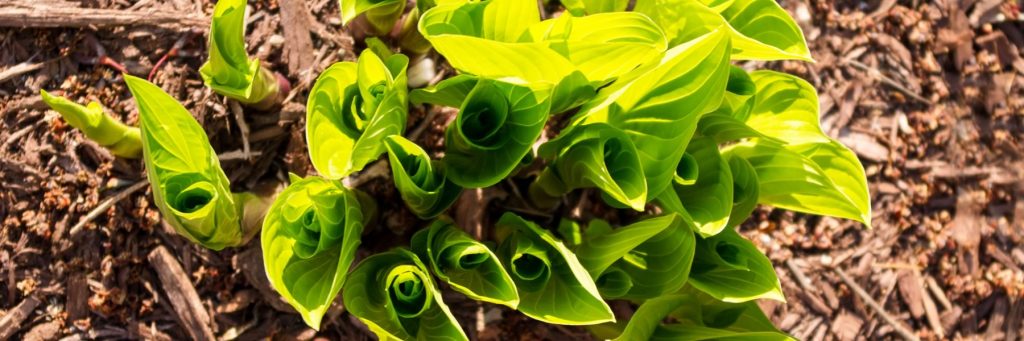Dividing Perennials in the Spring • Cut and Dried Flower Farm