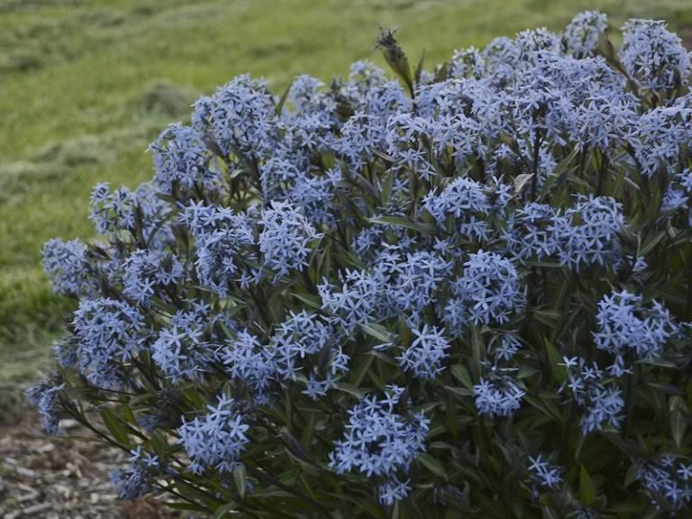 Amsonia Storm Cloud • Cut and Dried Flower Farm
