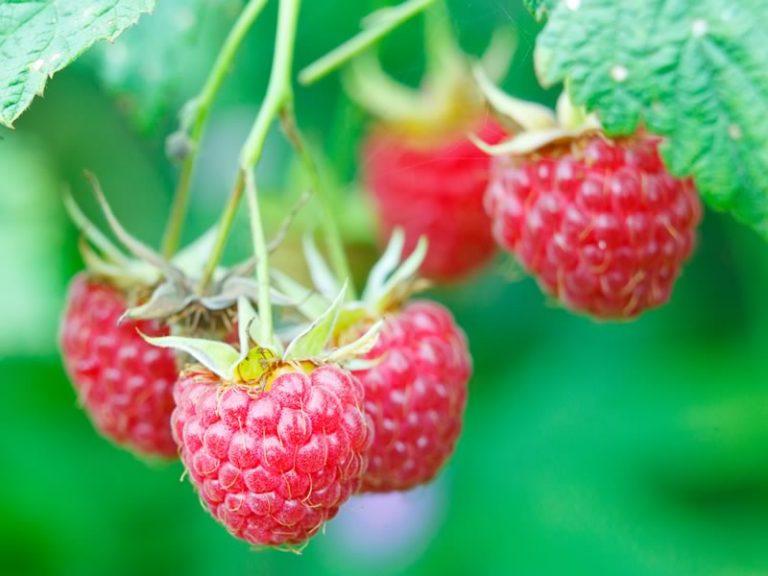 Raspberries • Cut and Dried Flower Farm