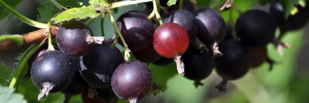 Jostaberry • Cut and Dried Flower Farm