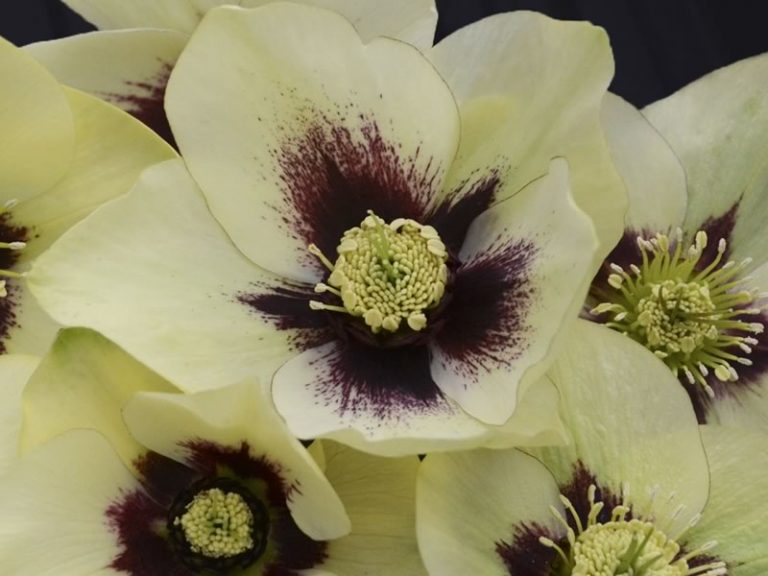 Helleborus Spanish Flare • Cut and Dried Flower Farm