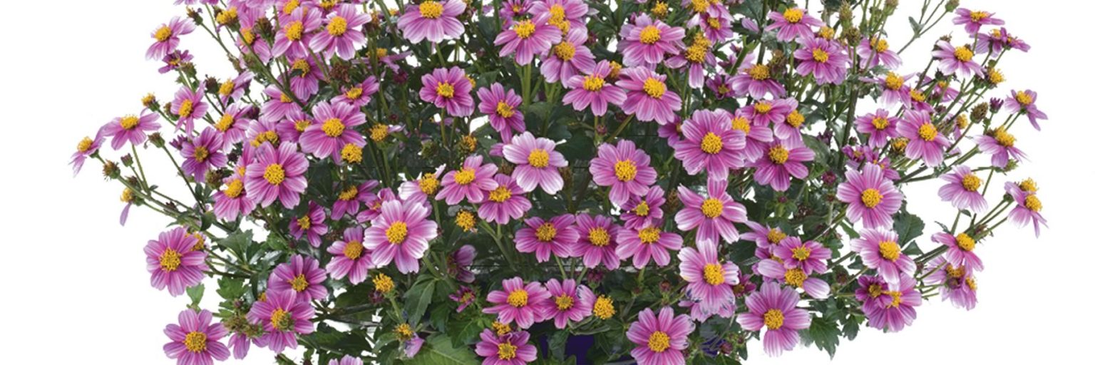 Bidens Pretty in Pink • Cut and Dried Flower Farm