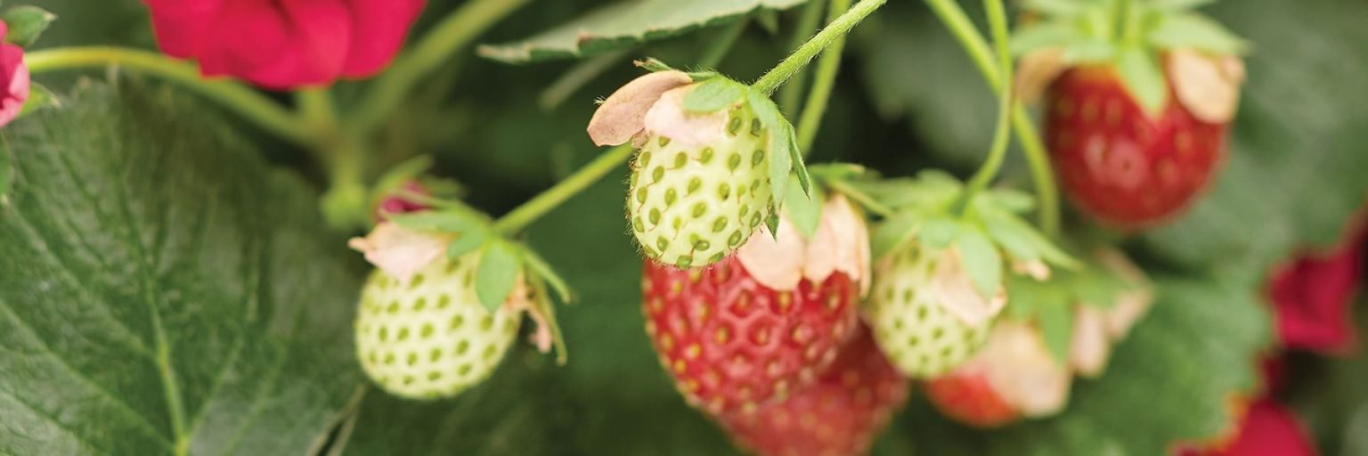 Strawberry Berried Treasure Red • Cut and Dried Flower Farm