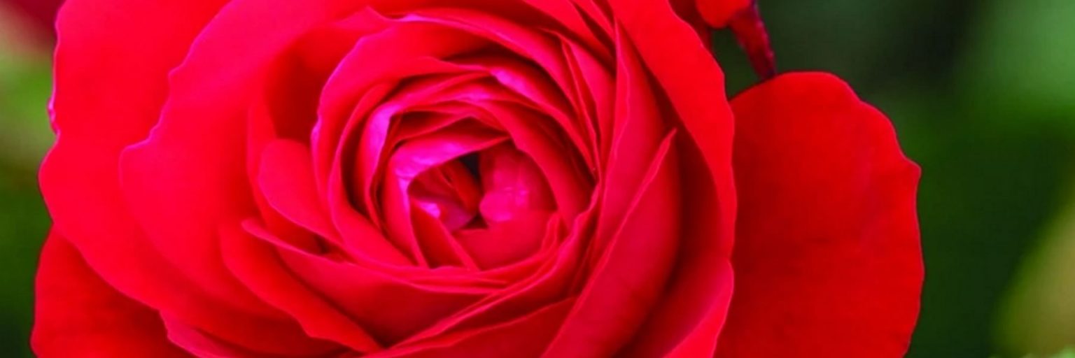 Canadian Shield Rose • Cut and Dried Flower Farm