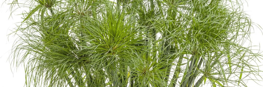 Prince Tut Grass • Cut and Dried Flower Farm