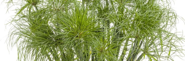 Prince Tut Grass • Cut and Dried Flower Farm