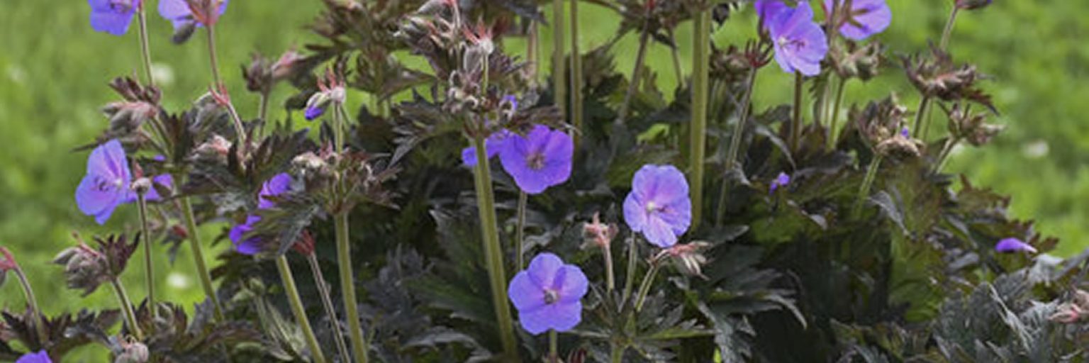 Geranium Boom Chocolatta • Cut and Dried Flower Farm