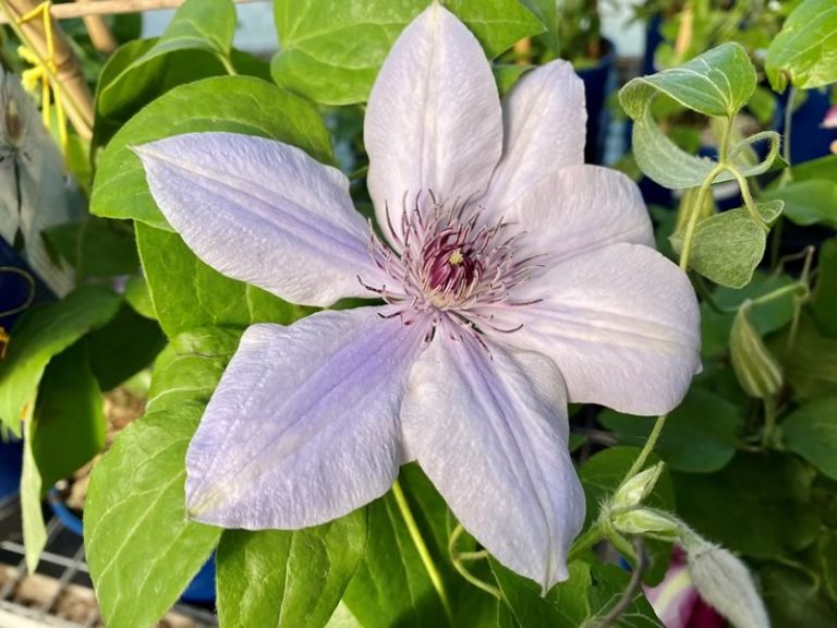 Clematis • Cut and Dried Flower Farm