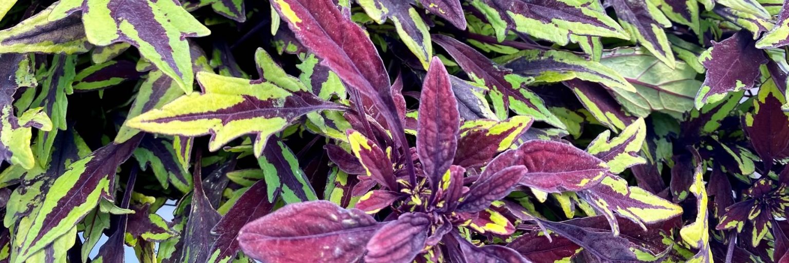 Coleus FlameThrower • Cut and Dried Flower Farm