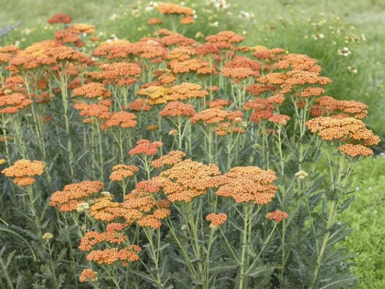 Achillea Sassy Summer • Cut and Dried Flower Farm