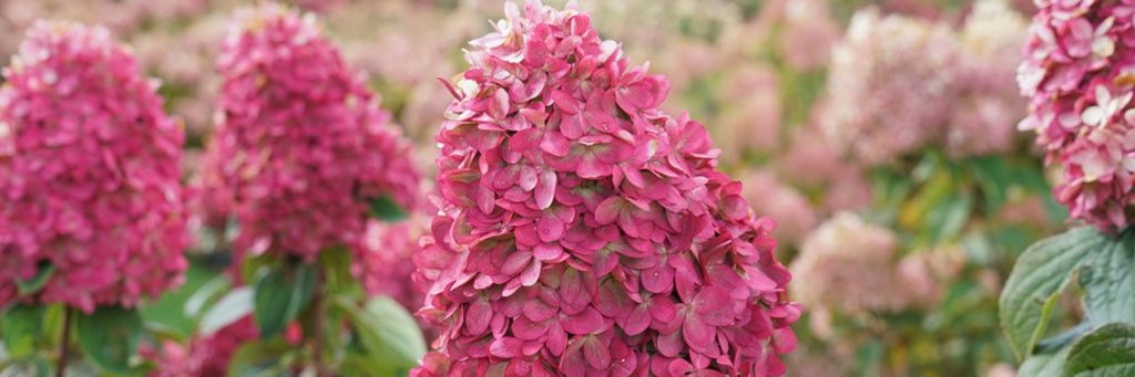 Hydrangea Limelight Prime • Cut and Dried Flower Farm