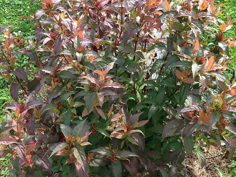 Diervilla Kodiak - Dwarf Bush Honeysuckle • Cut and Dried Flower Farm